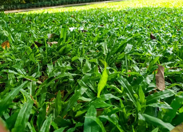 Rumput Gajah Mini untuk Pakan Sapi yang Lebih Efisien - Lintas Usaha